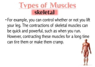 Skeletal Muscle Example