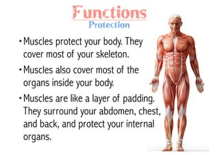 Muscular System Functions