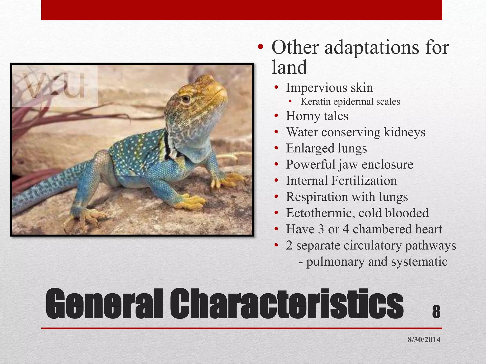 14. class reptilia (bachinilla) | PPTX