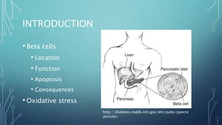Beta Cells Apoptosis and Oxidative Stress -Camille L. Ruiz | PPTX