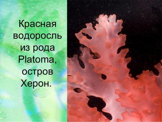 Водоросли