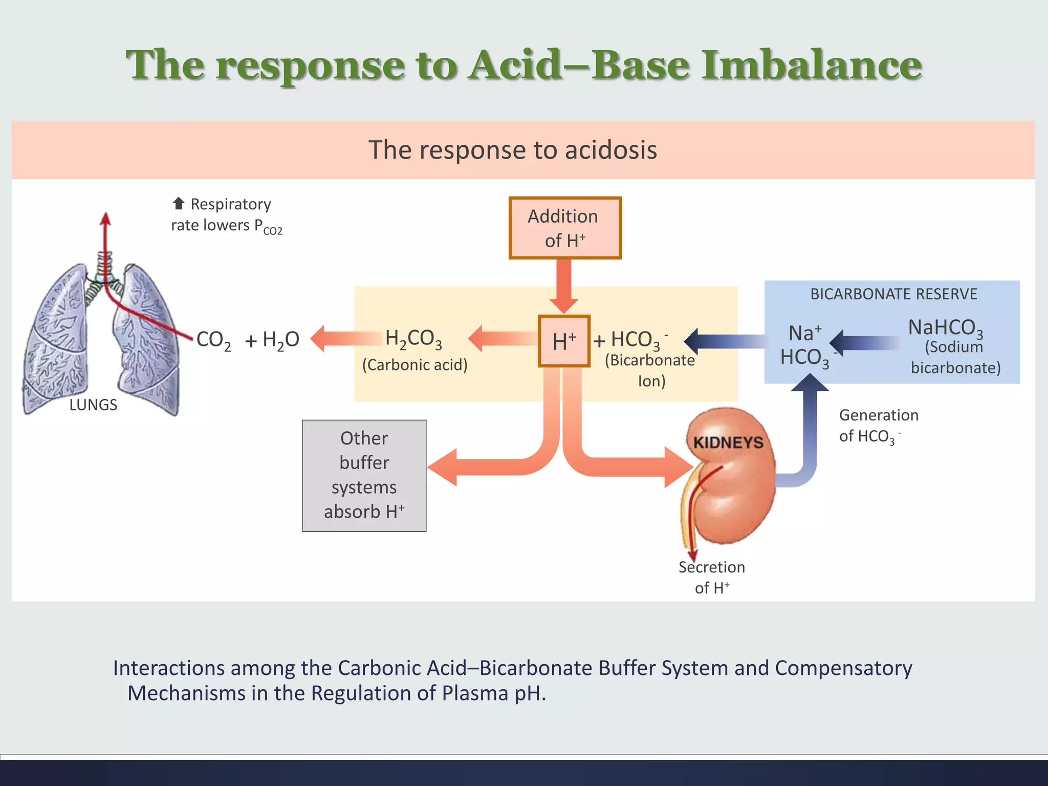 Acid Base Balance | PPSX