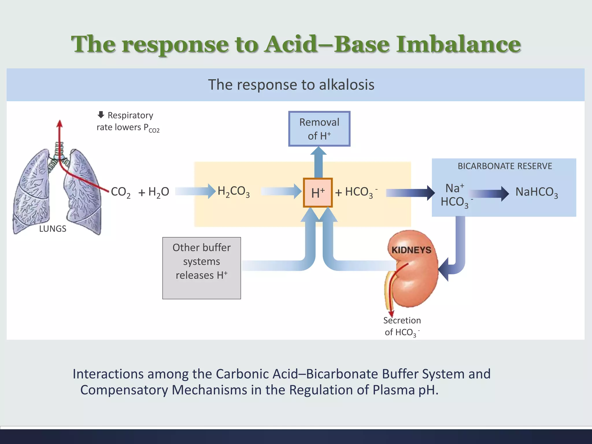 Acid Base Balance | PPSX