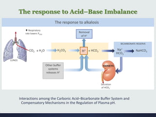 Acid Base Balance | PPSX