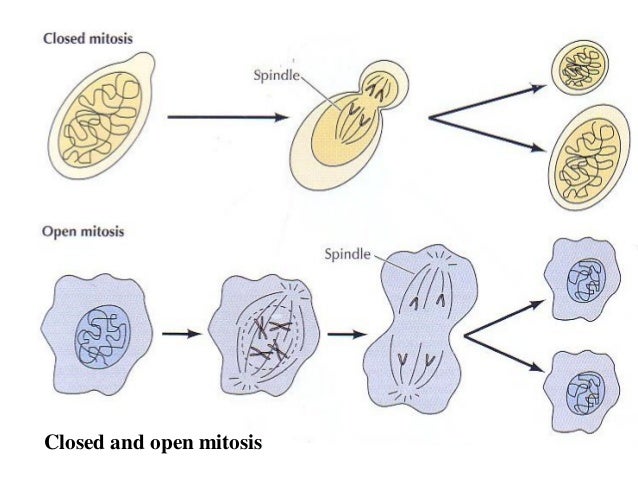 14.cell cycle- B - cell biology