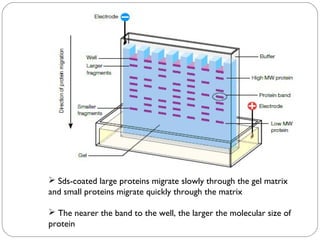 Gel electrophoresis | PPT