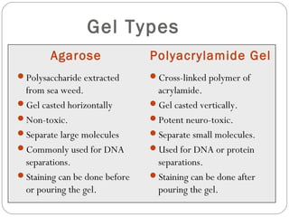 Gel electrophoresis | PPT