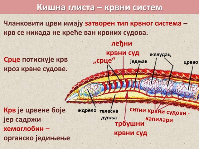 Clankoviti crvi | PPTX