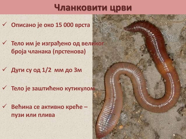 Clankoviti crvi | PPTX
