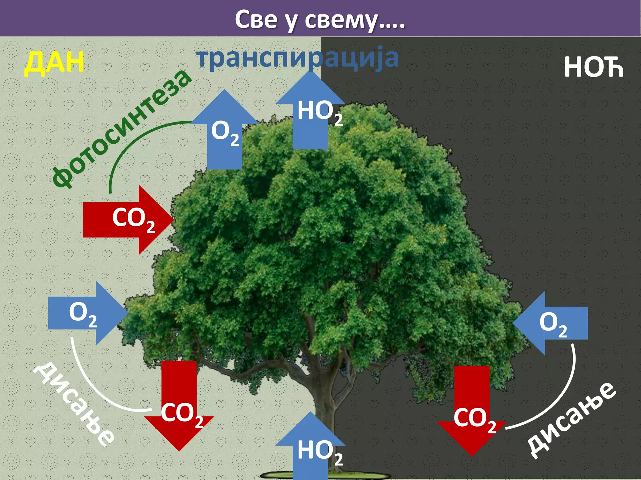 Fotosinteza, disanje i transpiracija | PPTX