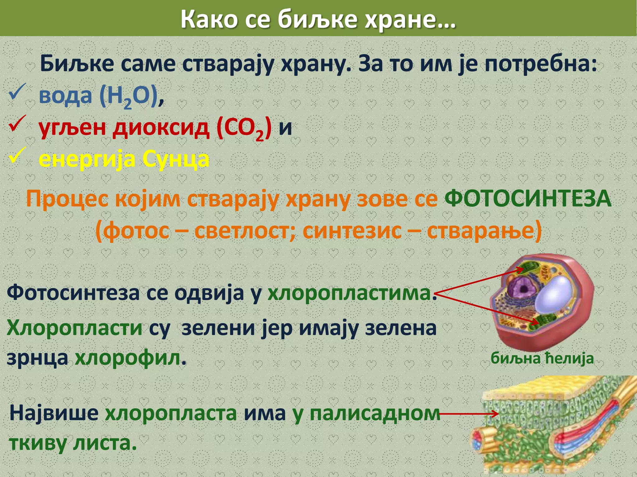 Fotosinteza, disanje i transpiracija | PPTX