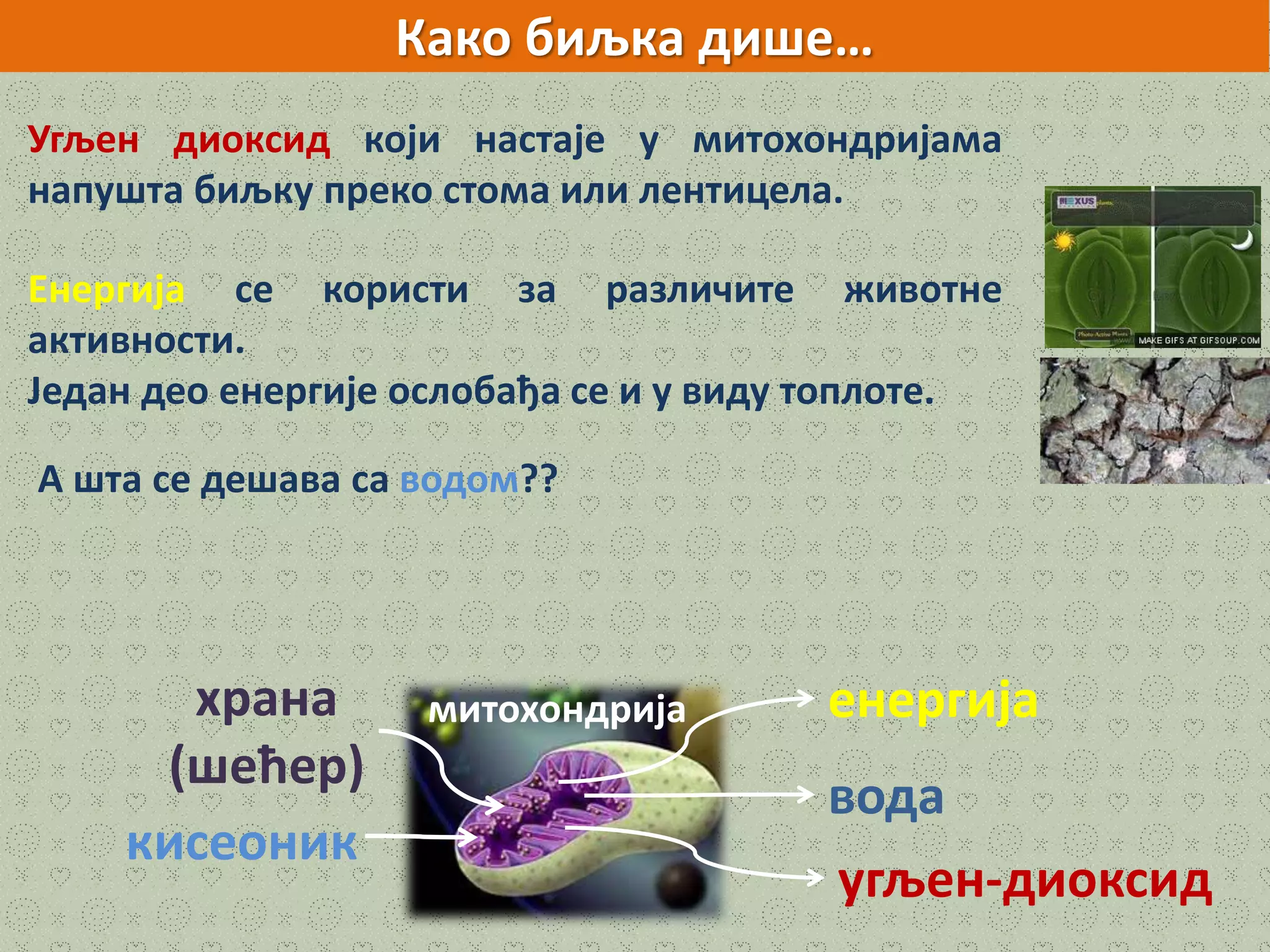 Fotosinteza, disanje i transpiracija | PPTX