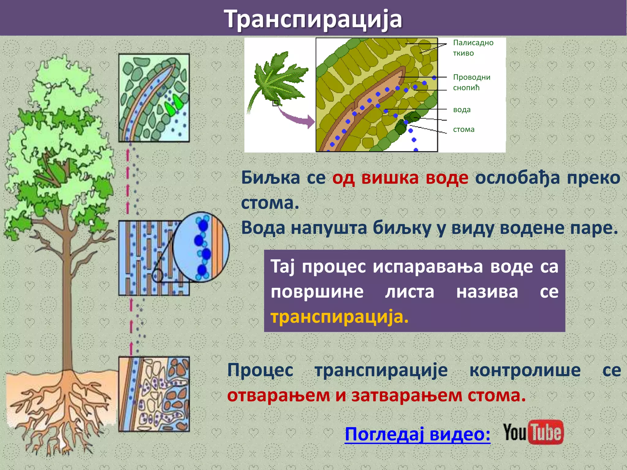 Fotosinteza, disanje i transpiracija | PPTX