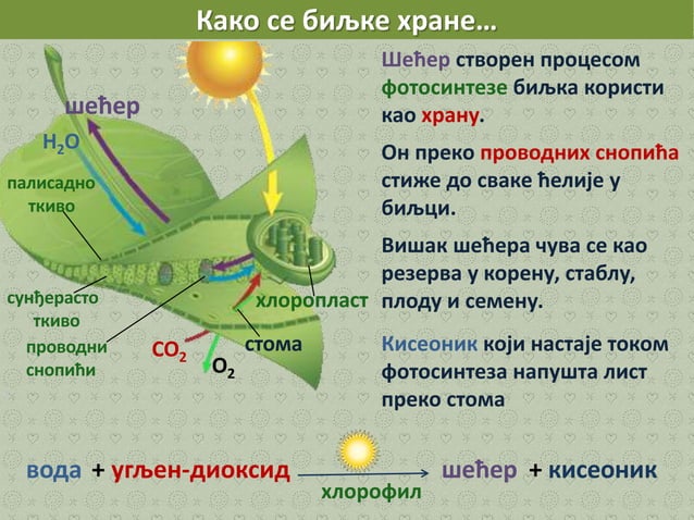 Fotosinteza, disanje i transpiracija | PPTX