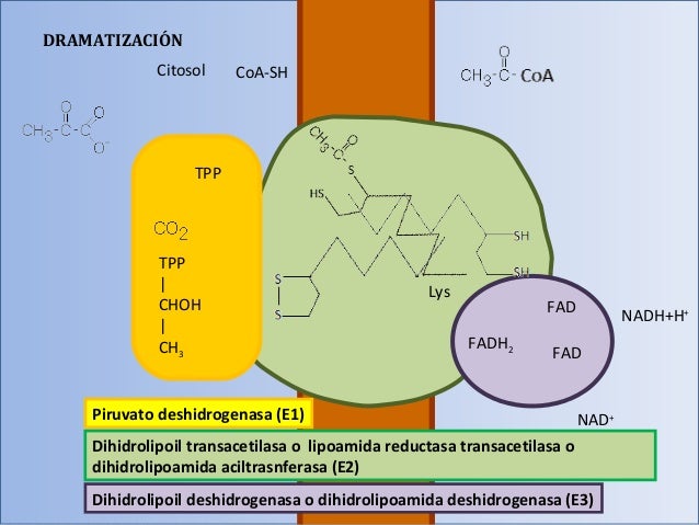 14. conversion de piruvato en acetil coa