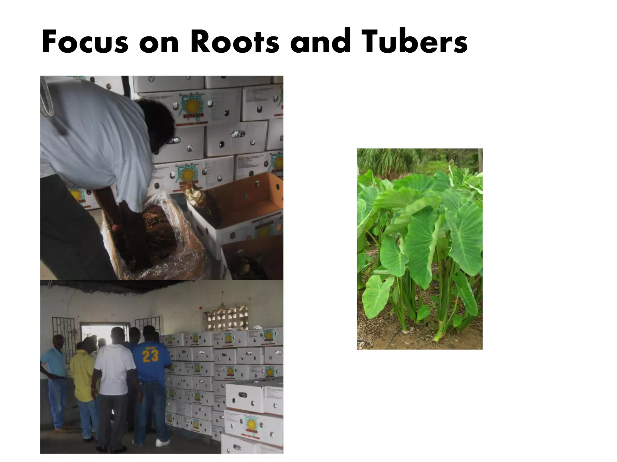 CaFAN Food Loss Experiences | PPT