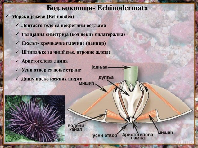 14. Bodljokosci | PPTX