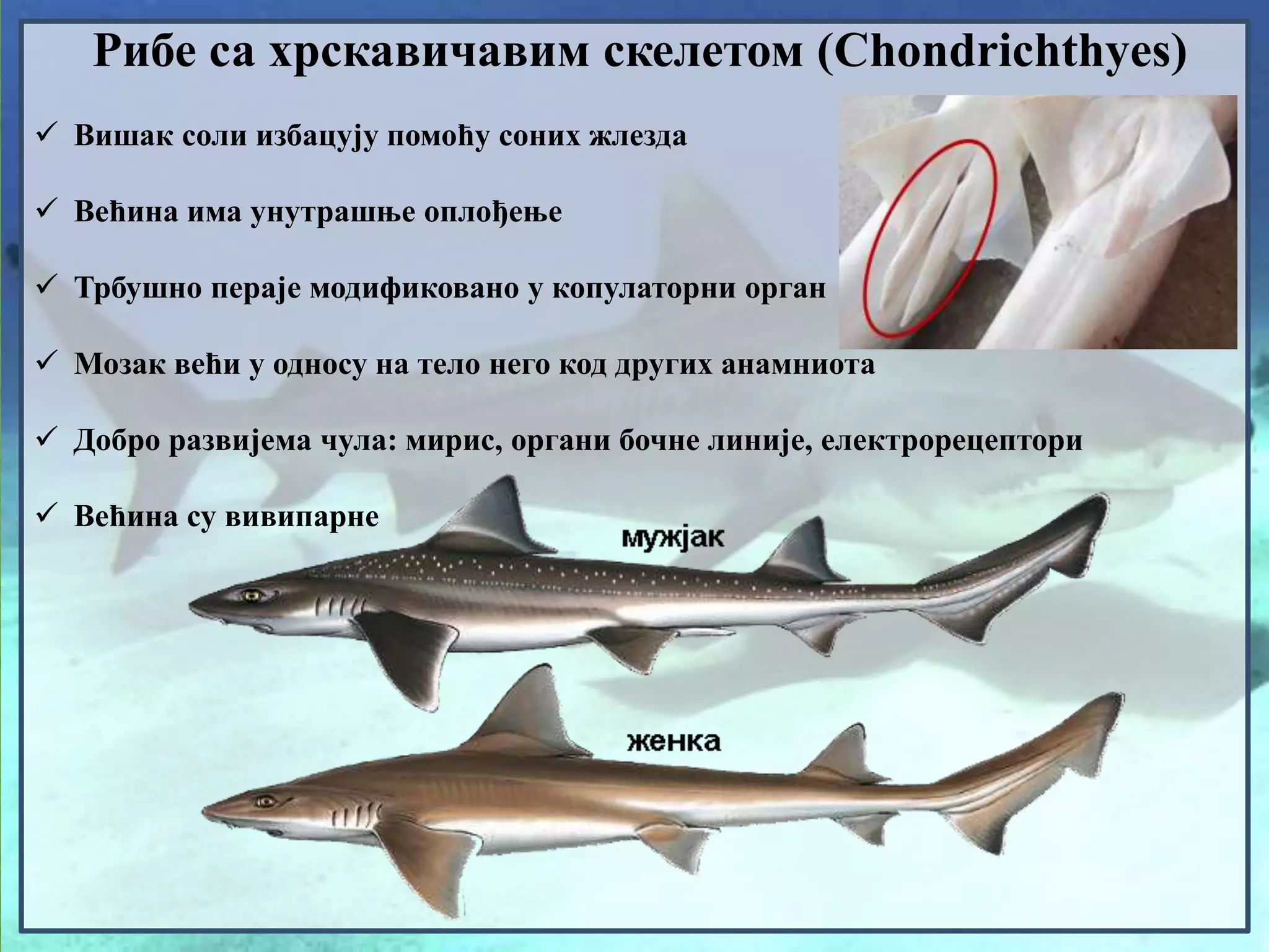 14. Ribe sa hrskavicavim skeletom | PPTX