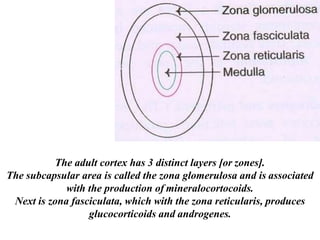 Hormones & related bio signaling compounds (Part 2) | PPTX | Endocrine ...