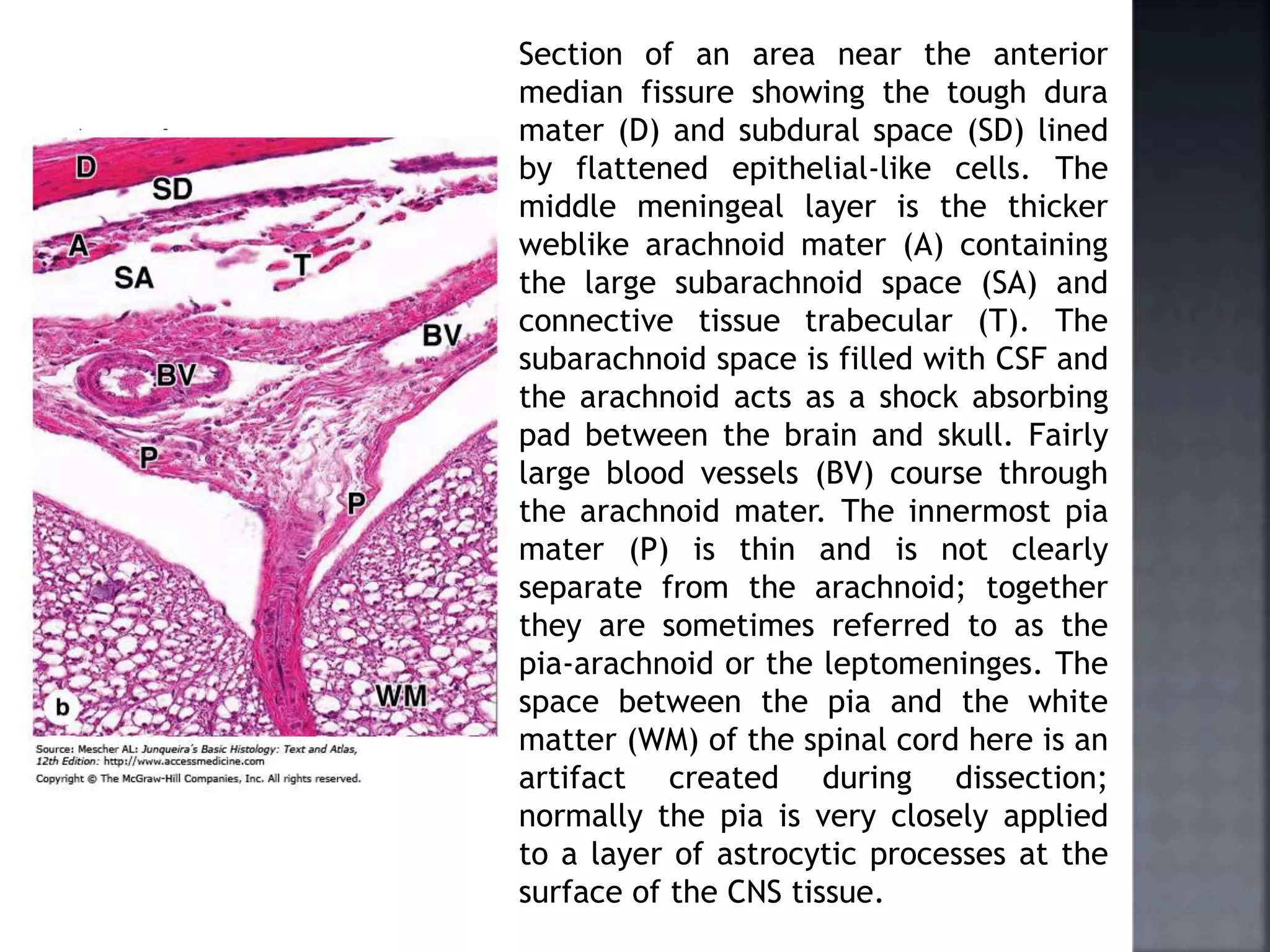 Nerve tissue . The Nervous System | PPTX