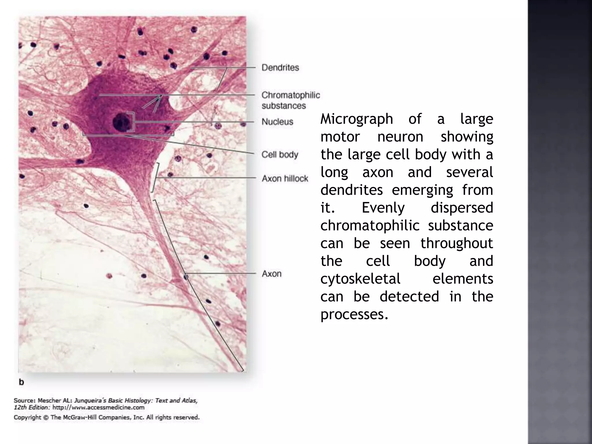 Nerve tissue . The Nervous System | PPTX