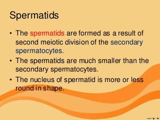 spermatogenesis in fish By Harsh Dhimmar | PPTX