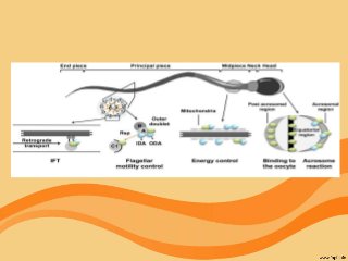 spermatogenesis in fish By Harsh Dhimmar | PPTX