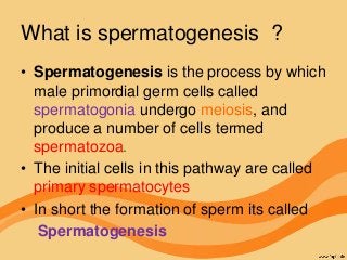 spermatogenesis in fish By Harsh Dhimmar | PPTX