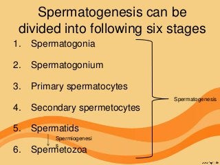 spermatogenesis in fish By Harsh Dhimmar | PPTX