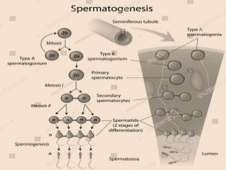 Oogenesis And Spermatogenesis In Fish Oogenesis VetSci