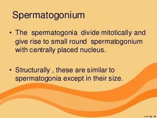 spermatogenesis in fish By Harsh Dhimmar | PPTX