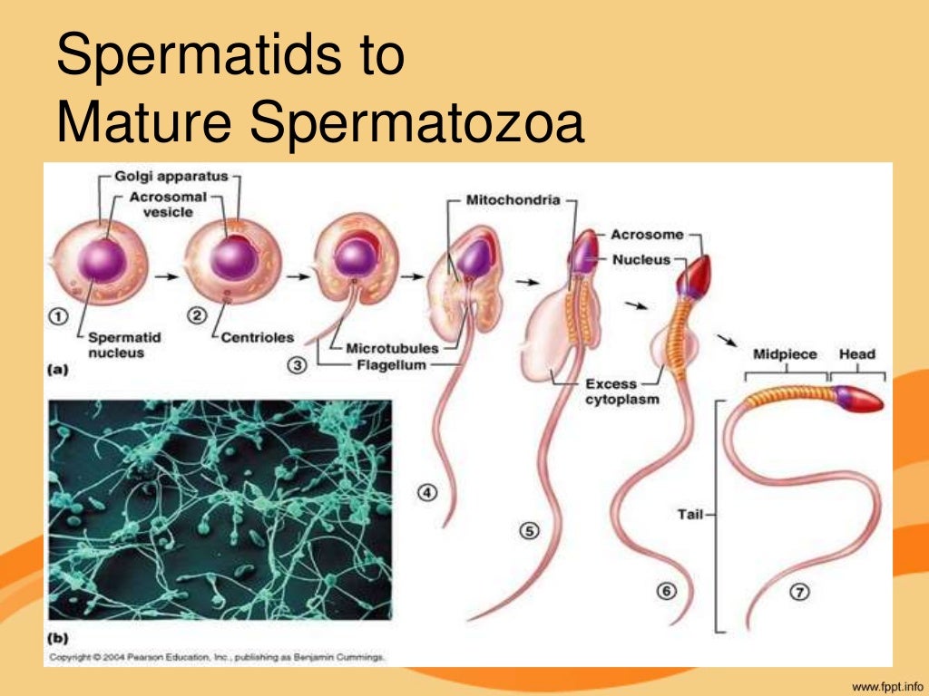 spermatogenesis in fish By Harsh Dhimmar | PPTX