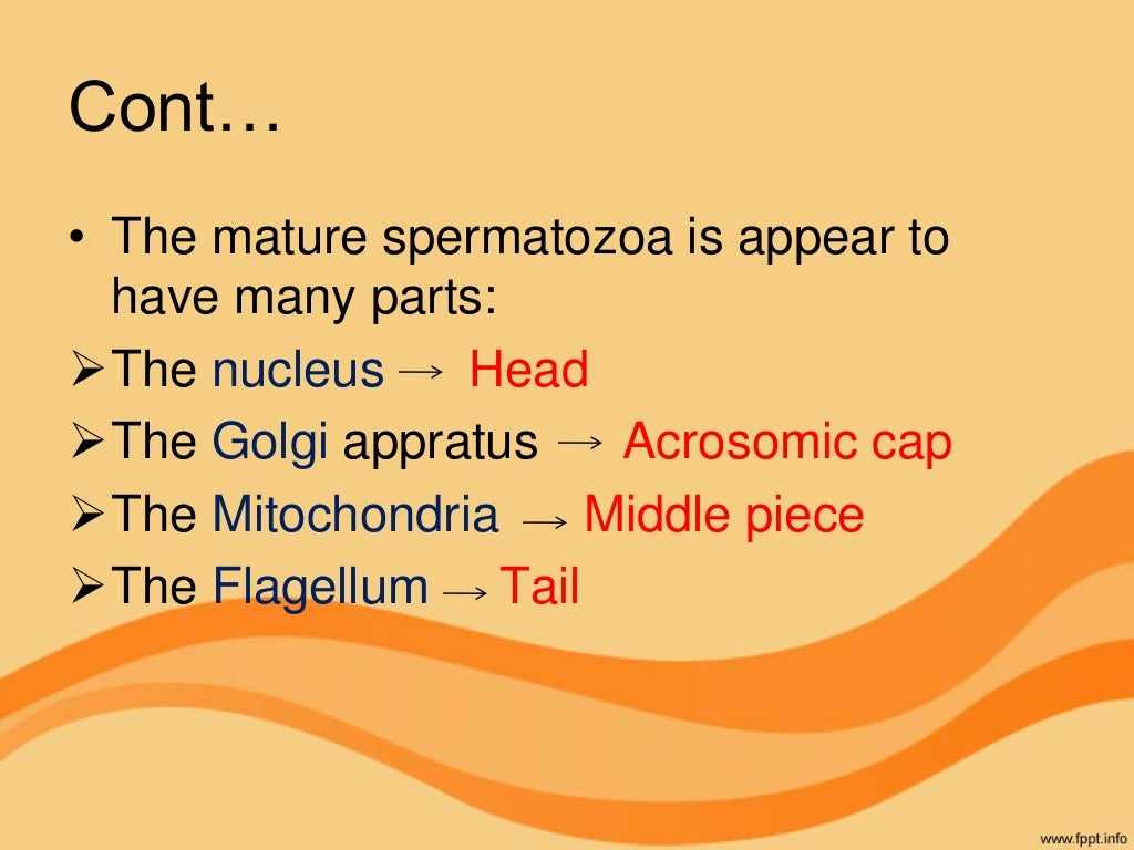 spermatogenesis in fish By Harsh Dhimmar | PPTX