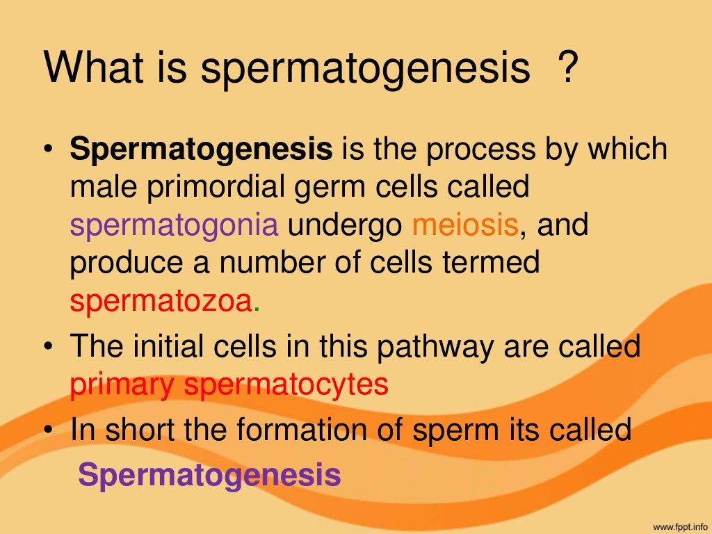 spermatogenesis in fish By Harsh Dhimmar | PPTX