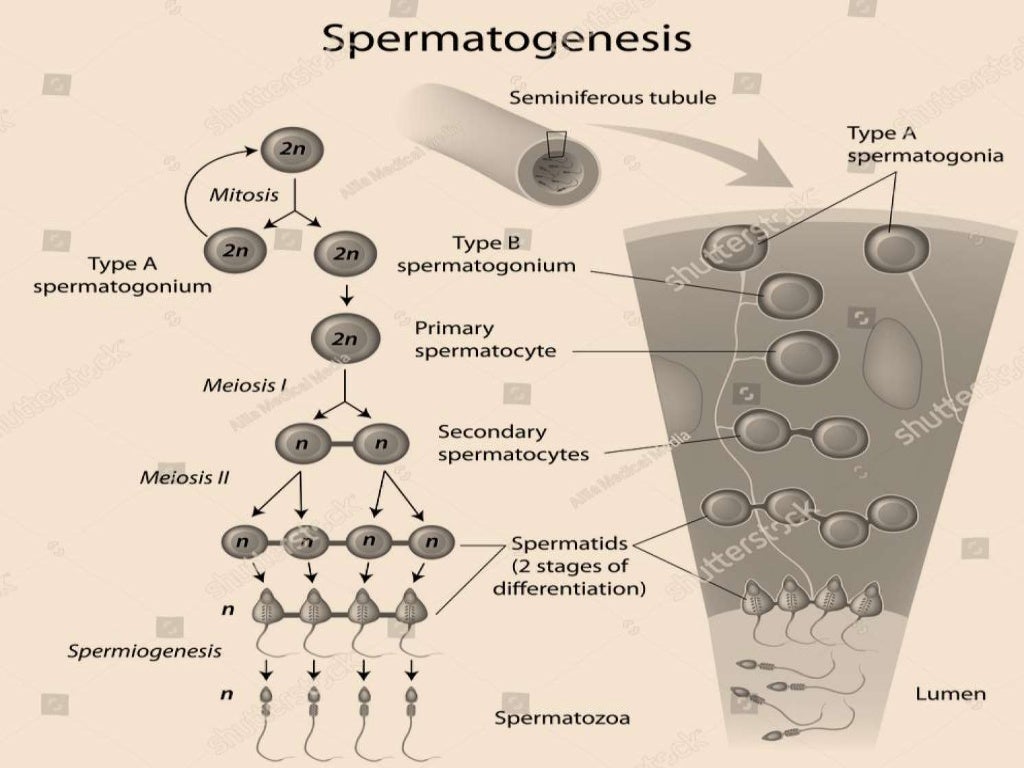 spermatogenesis in fish By Harsh Dhimmar | PPTX