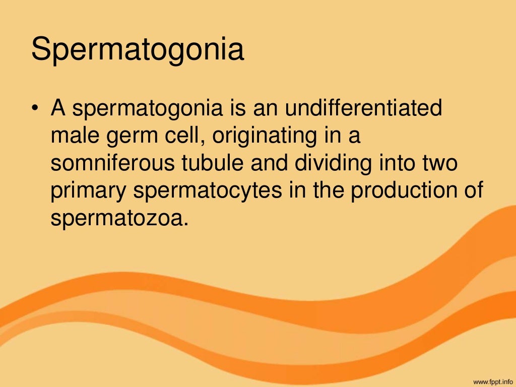spermatogenesis in fish By Harsh Dhimmar | PPTX