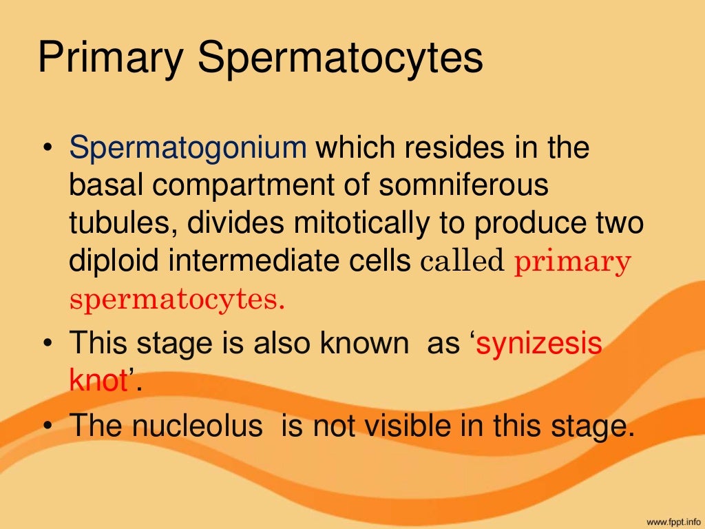 spermatogenesis in fish By Harsh Dhimmar | PPTX