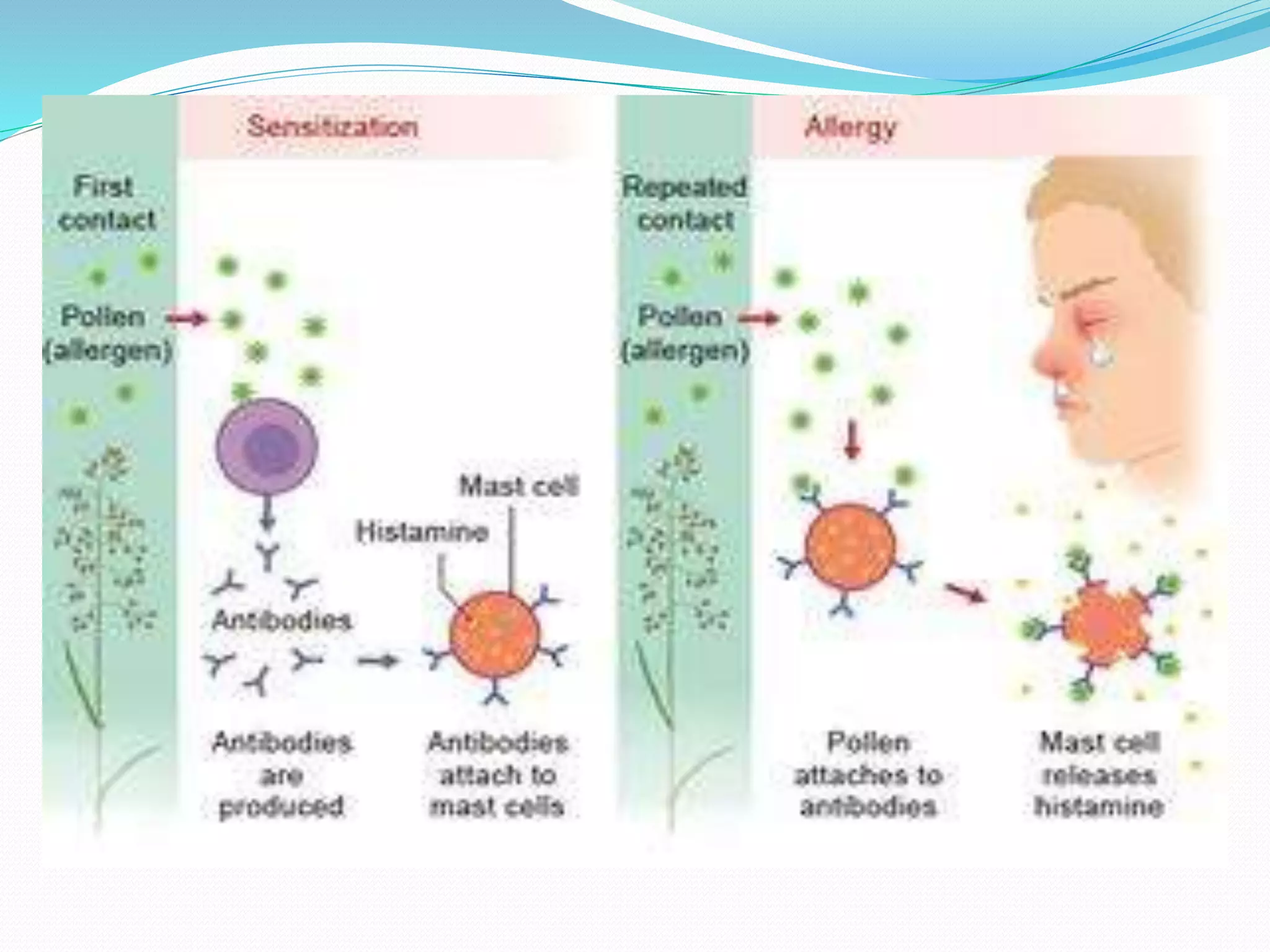 pharmacology of anti histamines | PPTX