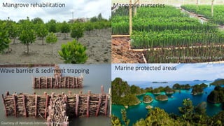 Managing mangroves and sustainable aquaculture | PDF