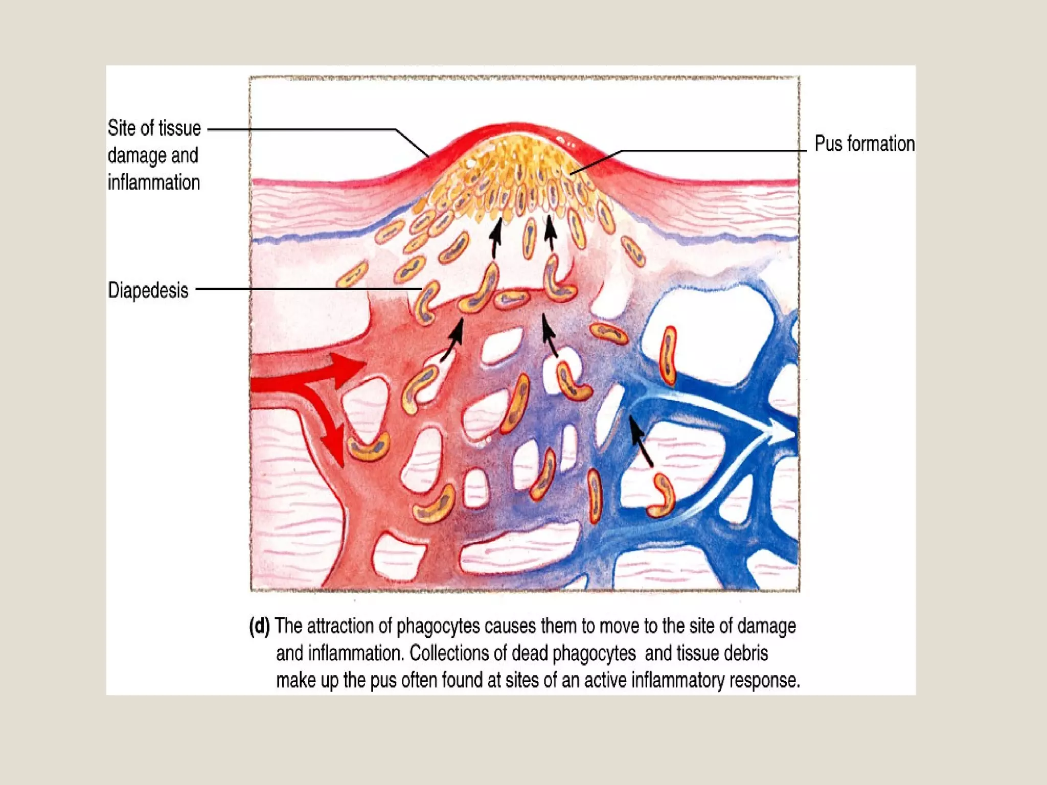 Immunology and Microbiology,Host-Microbe Interactions | PPT