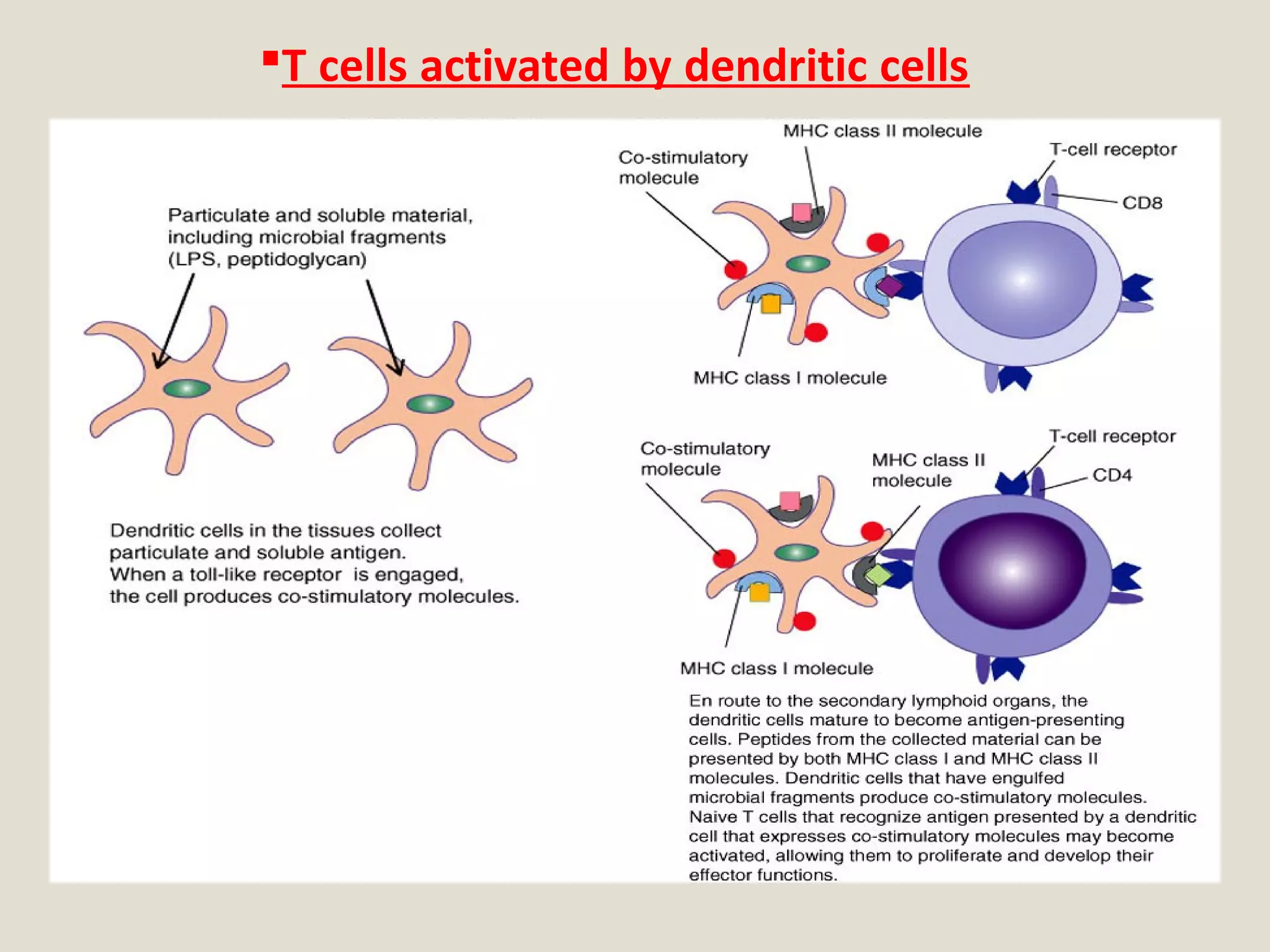 Immunology and Microbiology,Host-Microbe Interactions | PPT