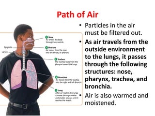 14.3 lecture 2019 | PPTX | Lung and Respiratory Health | Diseases and ...