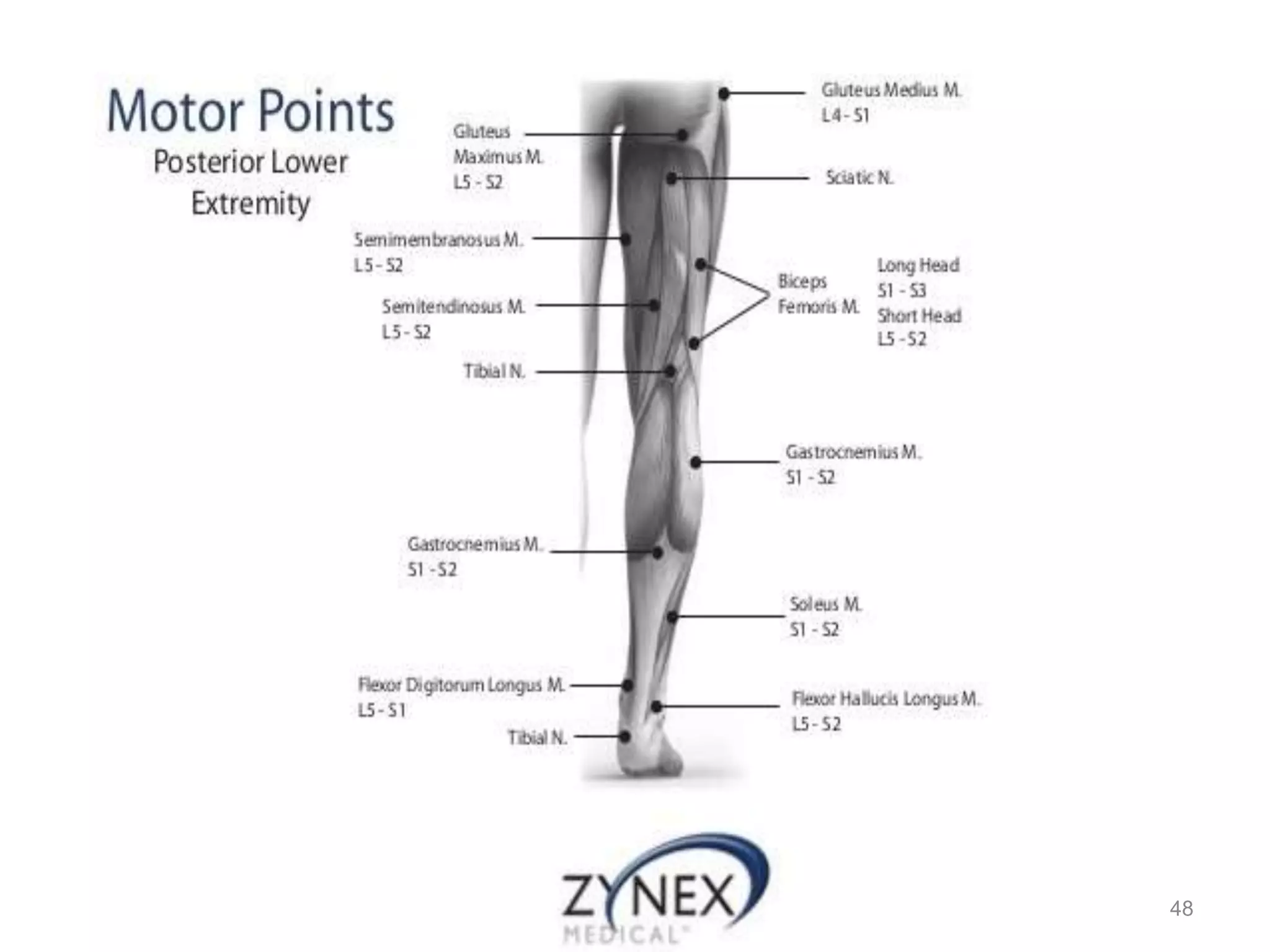 motor point | PPTX | Physics | Science