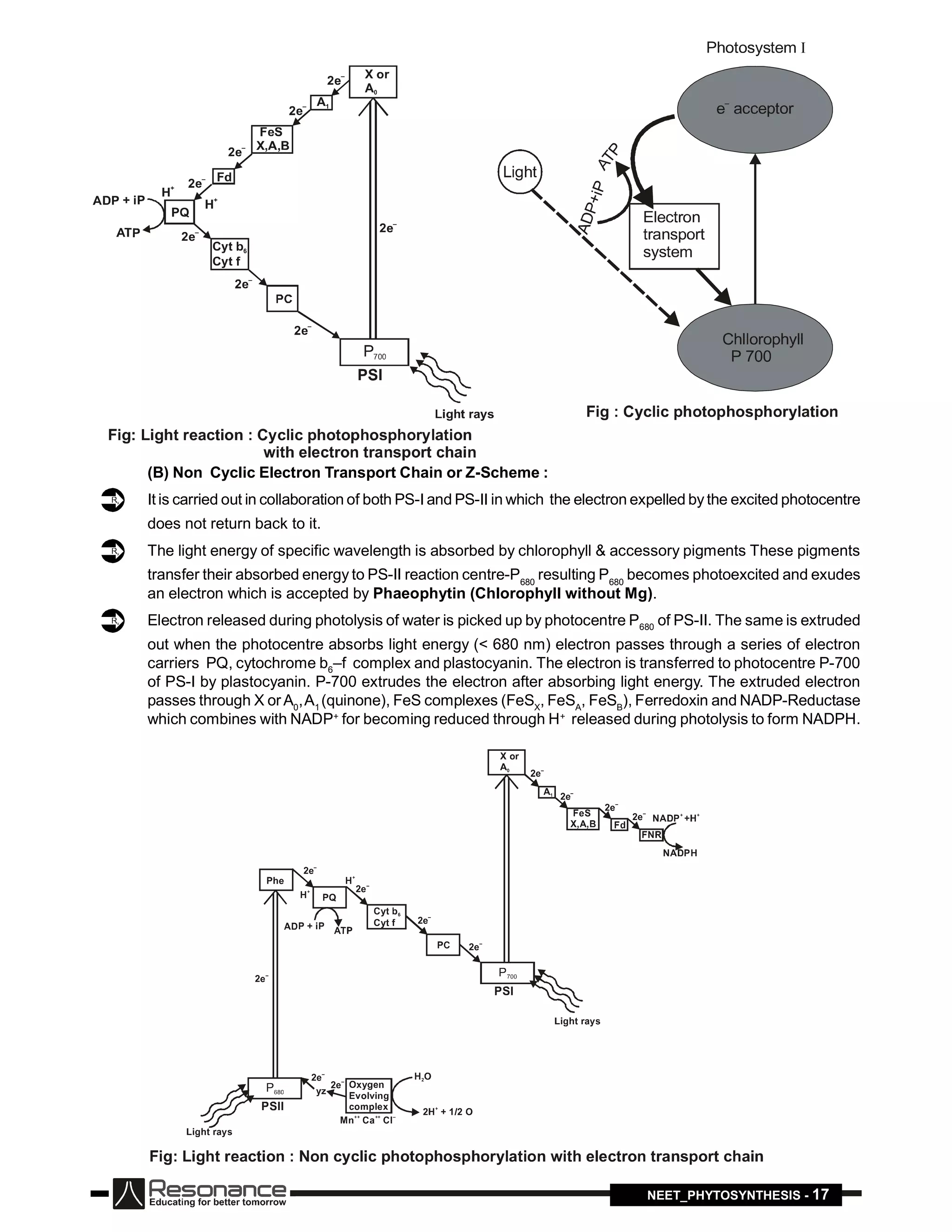 photosynthesis | PDF