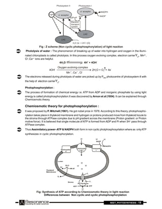 photosynthesis | PDF