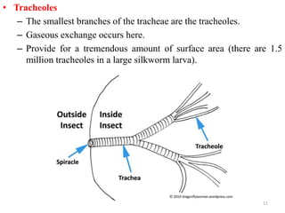 Respiratory system | PPTX