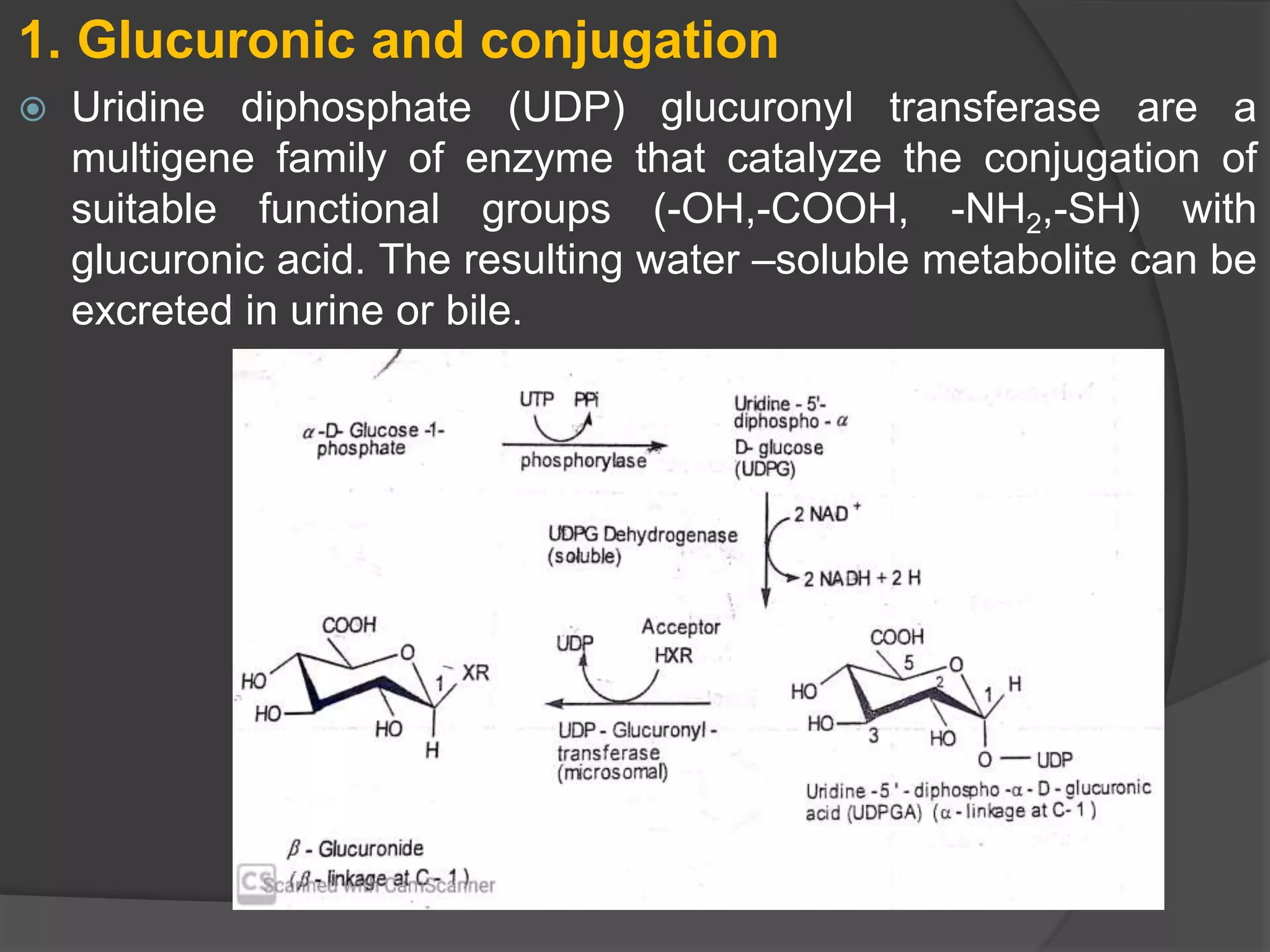 Drug metabolism Phase II reaction | PPTX