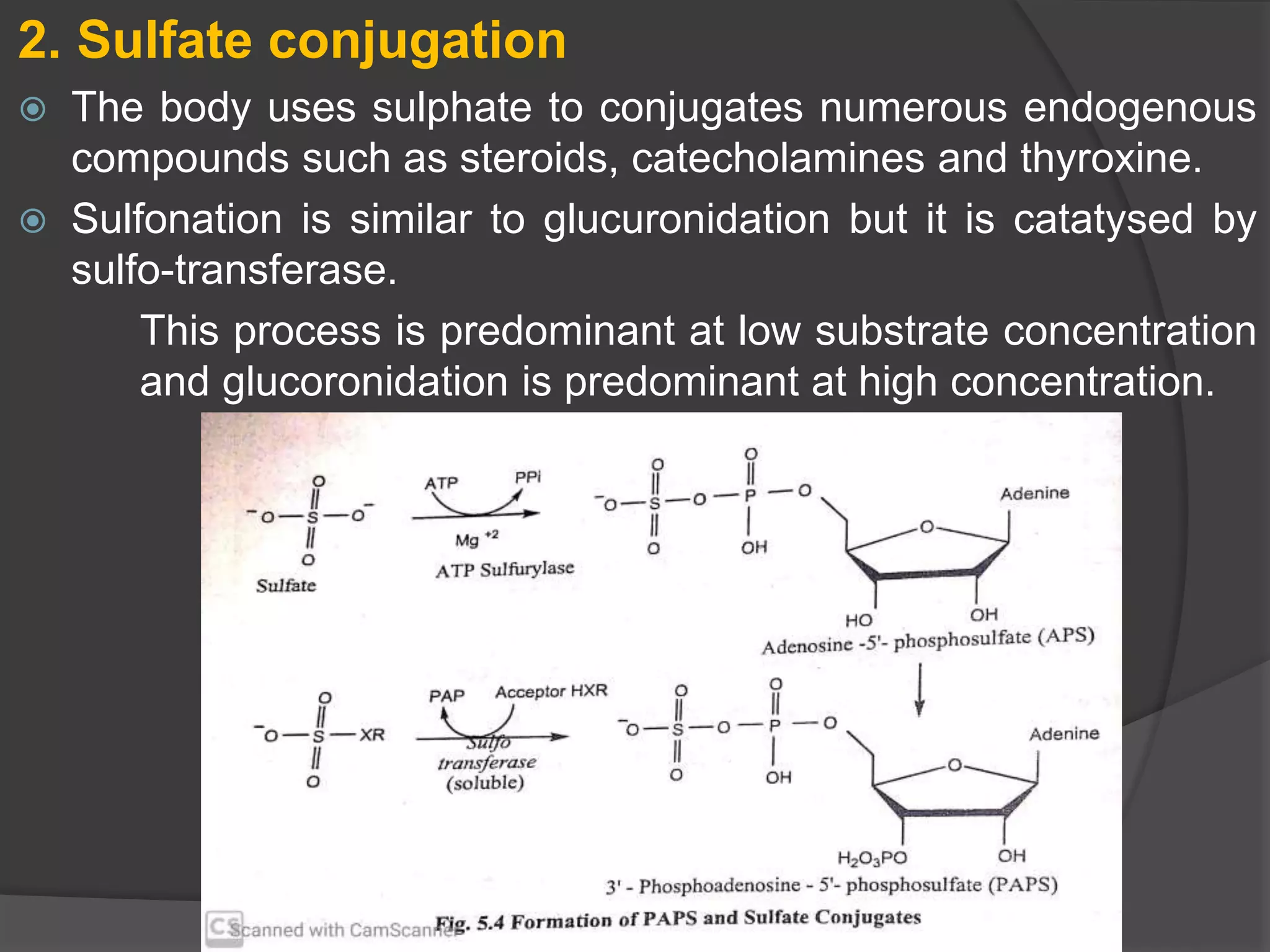 Drug metabolism Phase II reaction | PPTX