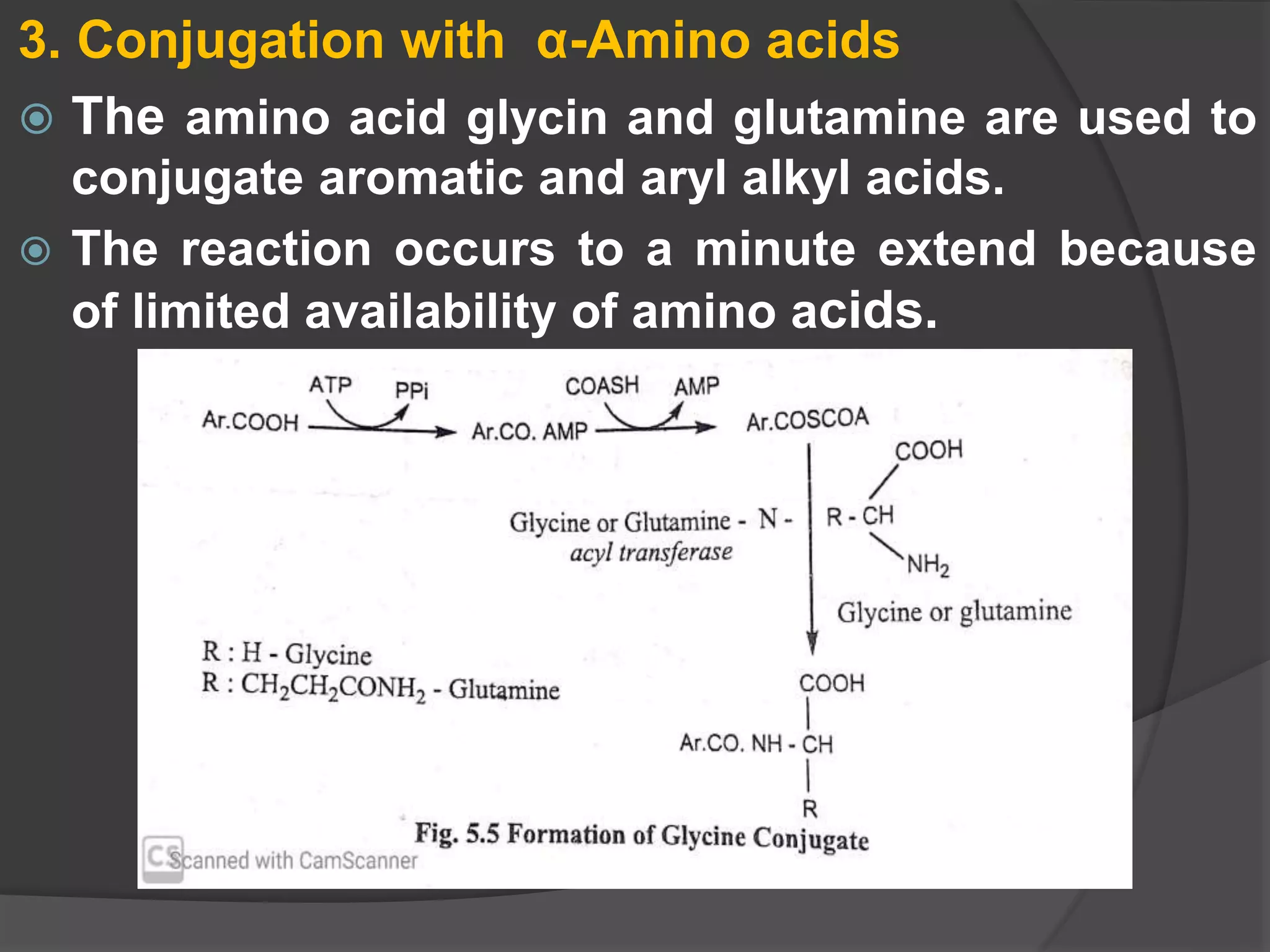 Drug metabolism Phase II reaction | PPTX