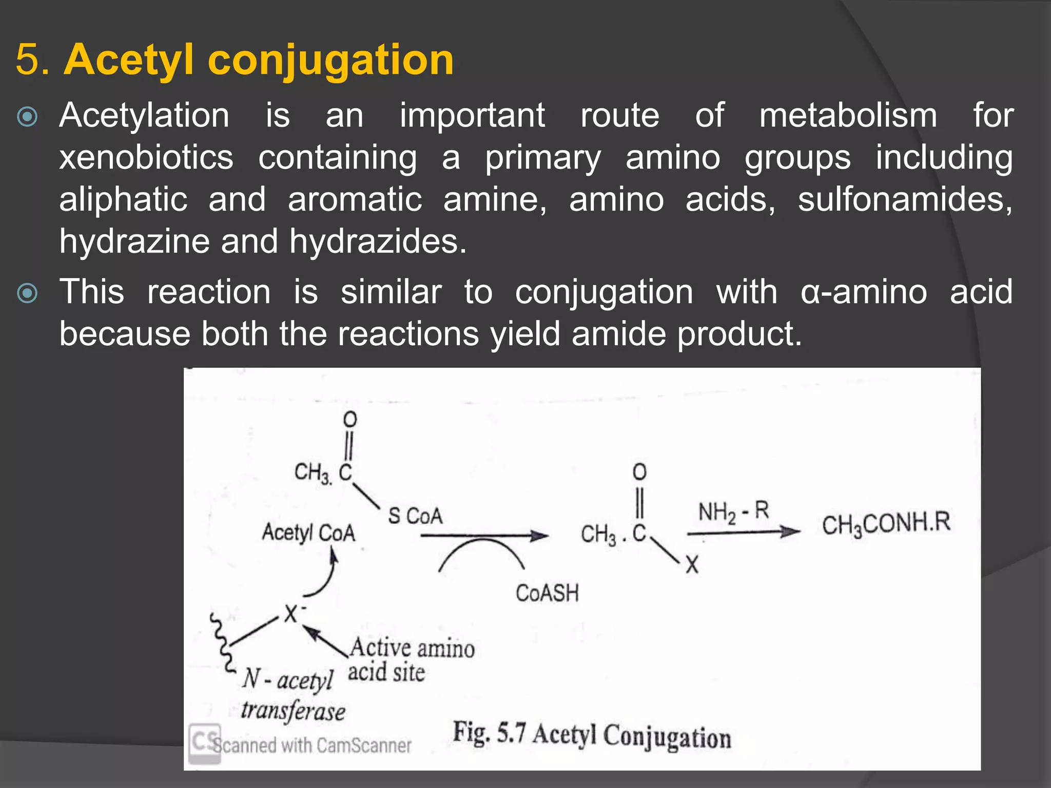 Drug metabolism Phase II reaction | PPTX